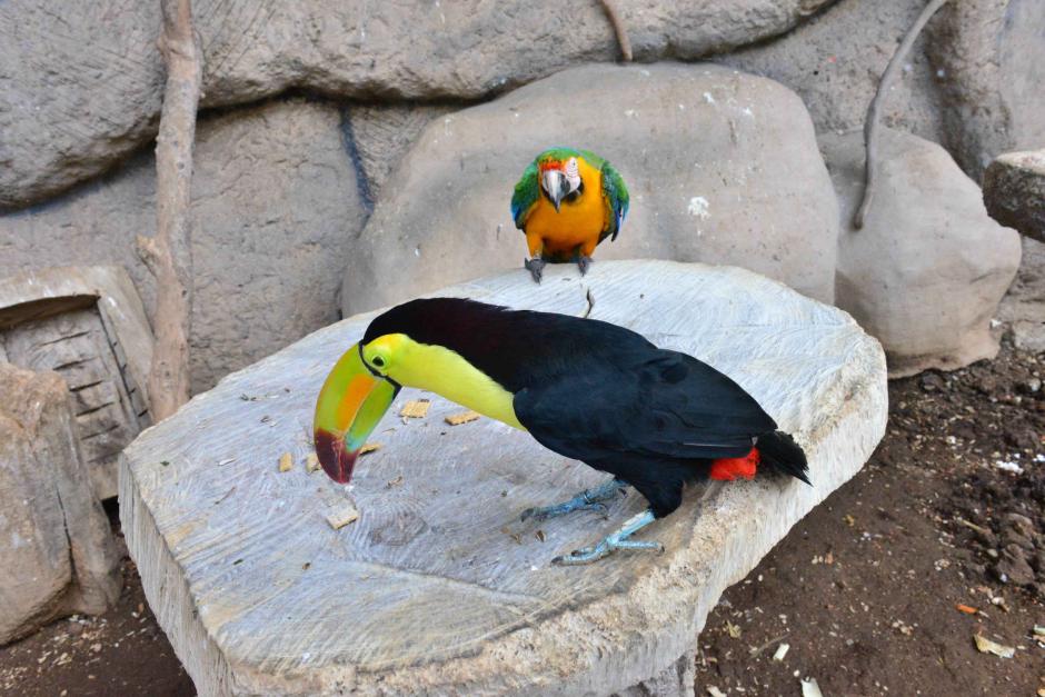 Así puedes vivir un momento VIP con los animales de zoológico | Soy502