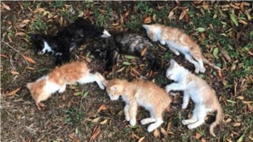 Repudian acción de jóvenes que graban la muerte de un grupo de gatitos