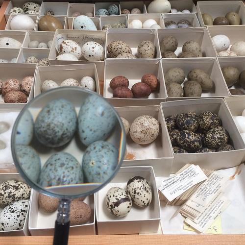 Guatemalteco pasó de lustrador a dirigir el WFVZ Bird Museum