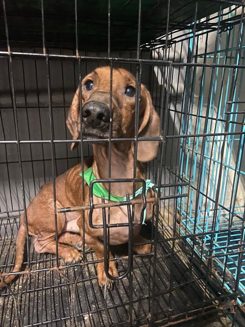 Las fuertes imágenes de los perros rescatados en sector de Mixco