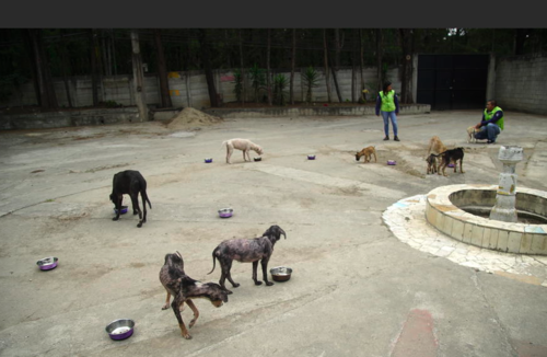¿Qué pasó con los otros perros de la "Casa del Terror" en zona 6?