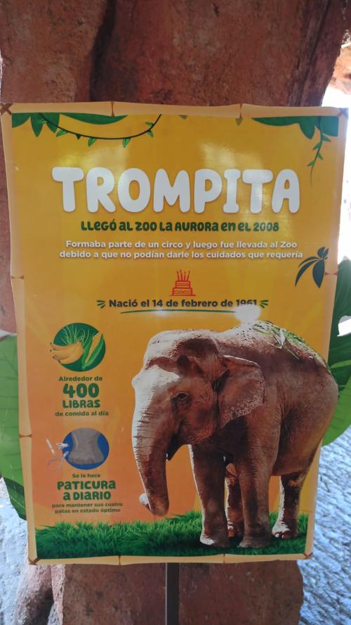 Así celebra Trompita sus 63 años en el Zoológico La Aurora