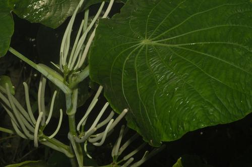 Sustancia de planta amazónica da positivo contra la malaria