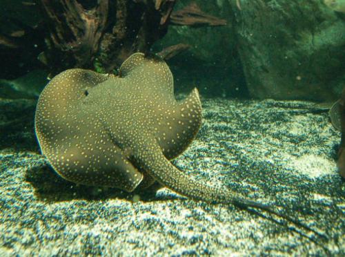 Pescadores capturan una raya de 341 libras en Argentina