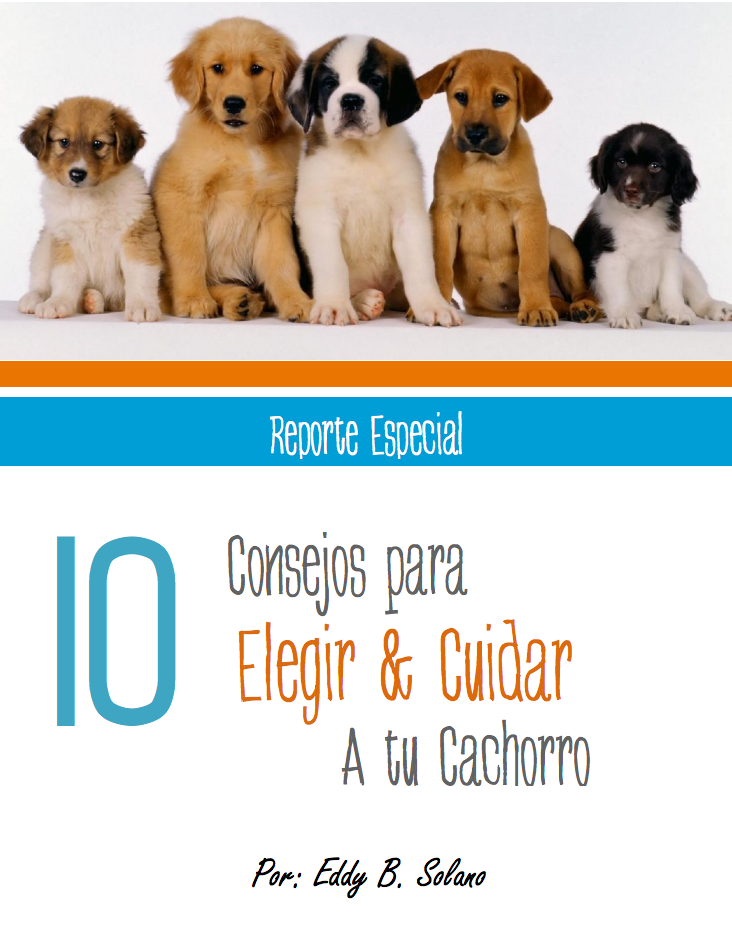 Buscando Cachorro: la plataforma web para criar perros