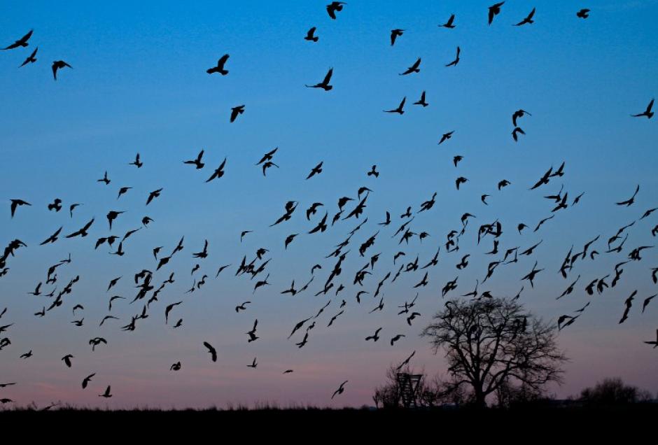 El paso de las aves migratorias por Europa