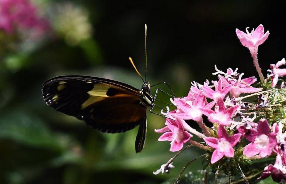 Mariposario abre sus puertas en New York | Soy502