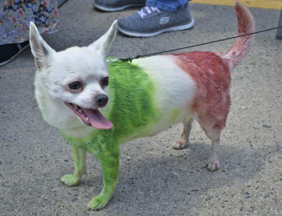 Los Chihuahuas celebran con un estilo muy particular