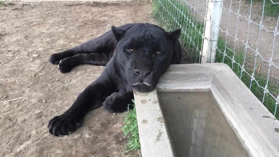 Amor felino: una pantera lo acecha para demostrarle su cariño | Soy502