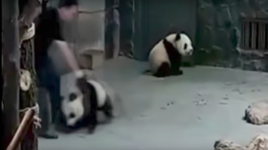 El maltrato a dos crías de osos panda en China indigna al mundo