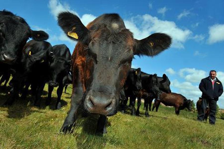 Una estampida de vacas irrumpe inesperadamente en un cementerio