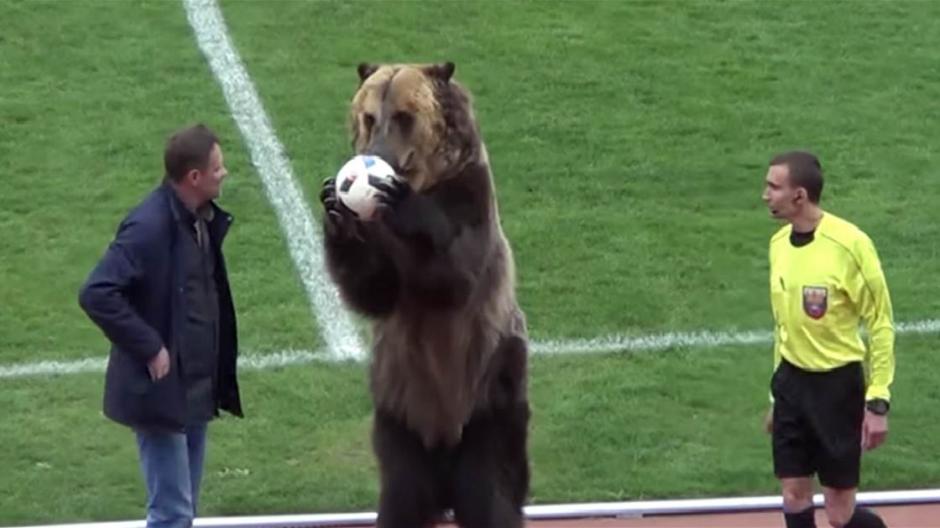 Rusia: oso entrega la pelota a un árbitro antes de un partido