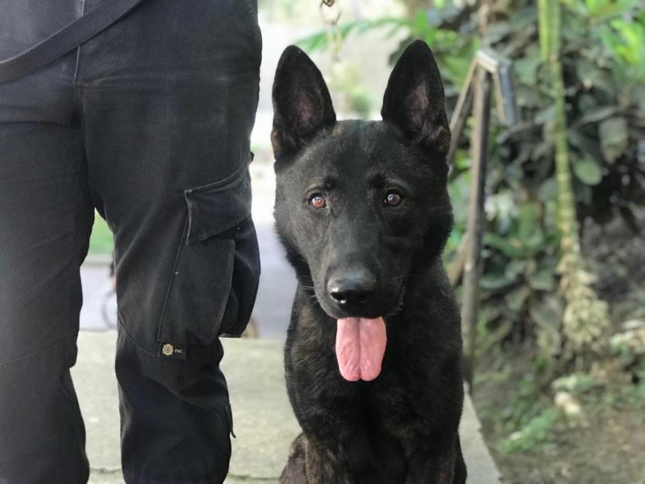 Los nuevos perros para buscar drogas que donó EE.UU.