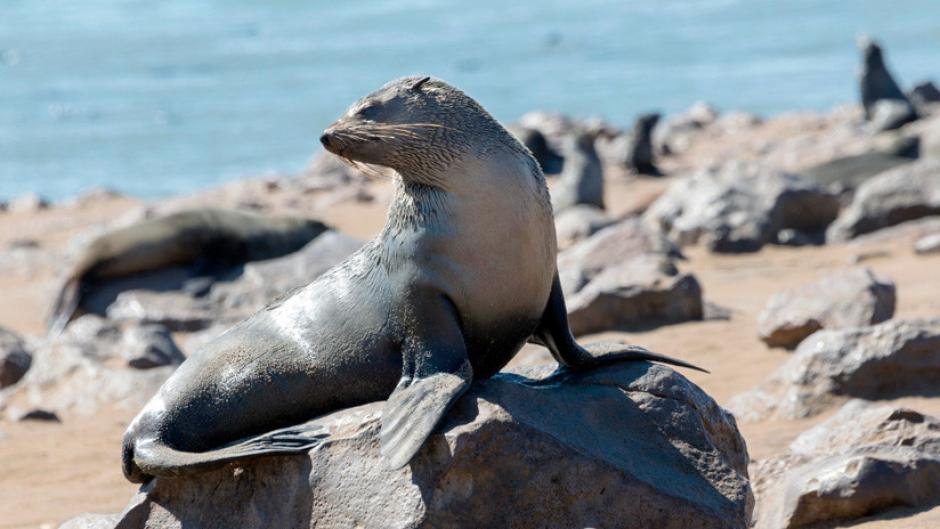 Salvan a una foca que tenía una cuerda de plástico en el cuello