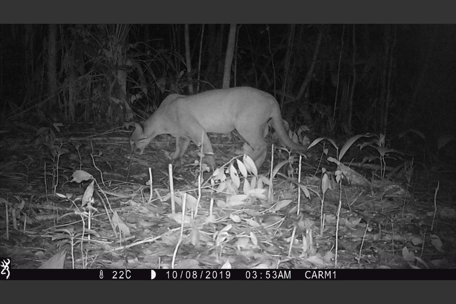 Jaguares, pumas y venados captados por cámaras en selva de Petén | Soy502