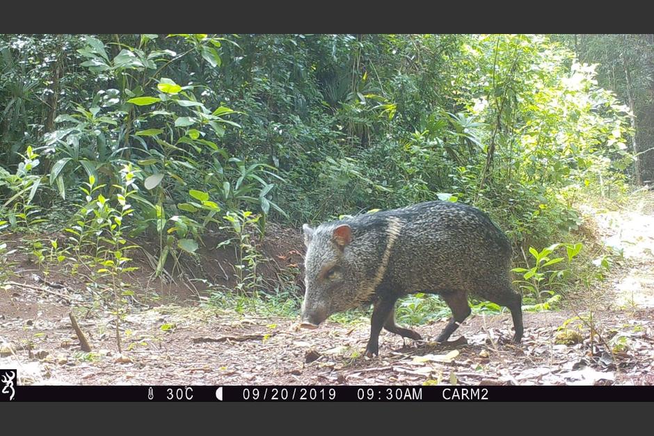 Jaguares, pumas y venados captados por cámaras en selva de Petén | Soy502