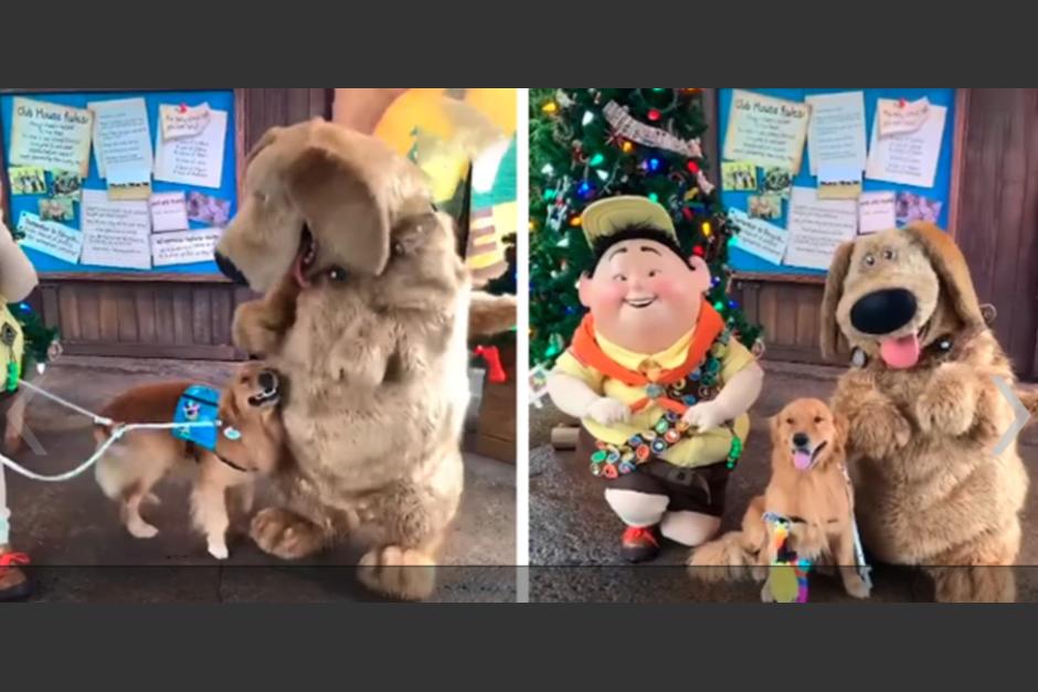 La reacción de un perro al conocer a personajes de "UP"