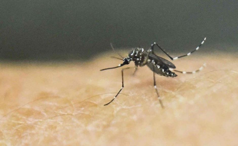 Alertan por fiebre Mayaro, con síntomas similares a otros virus