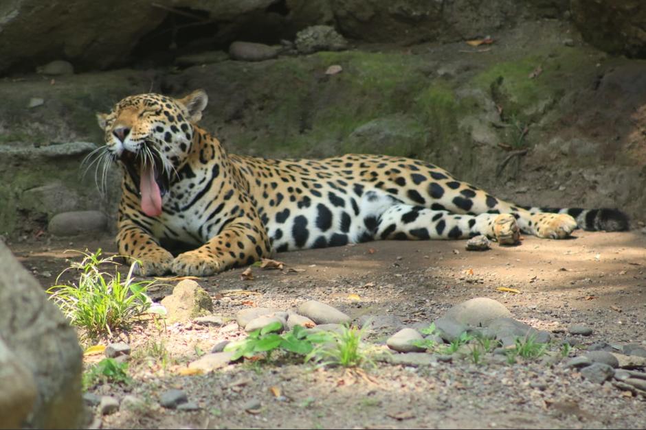 Autosafari Chapín, un encuentro con el mundo salvaje | Soy502