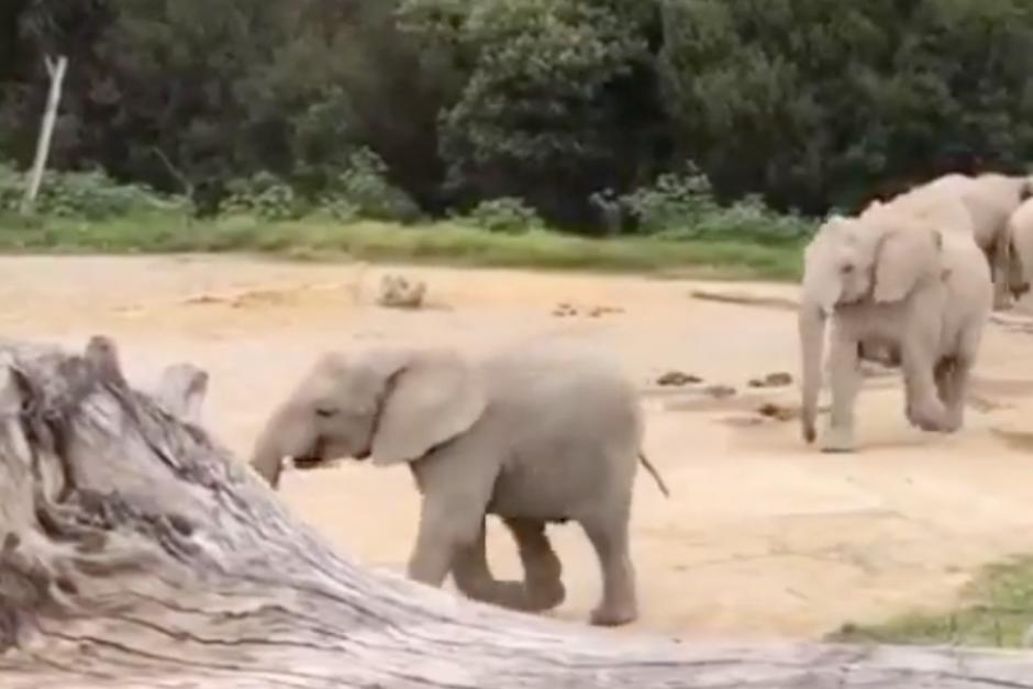 Transmiten desde México nacimiento de elefante y lo nombran Zoom