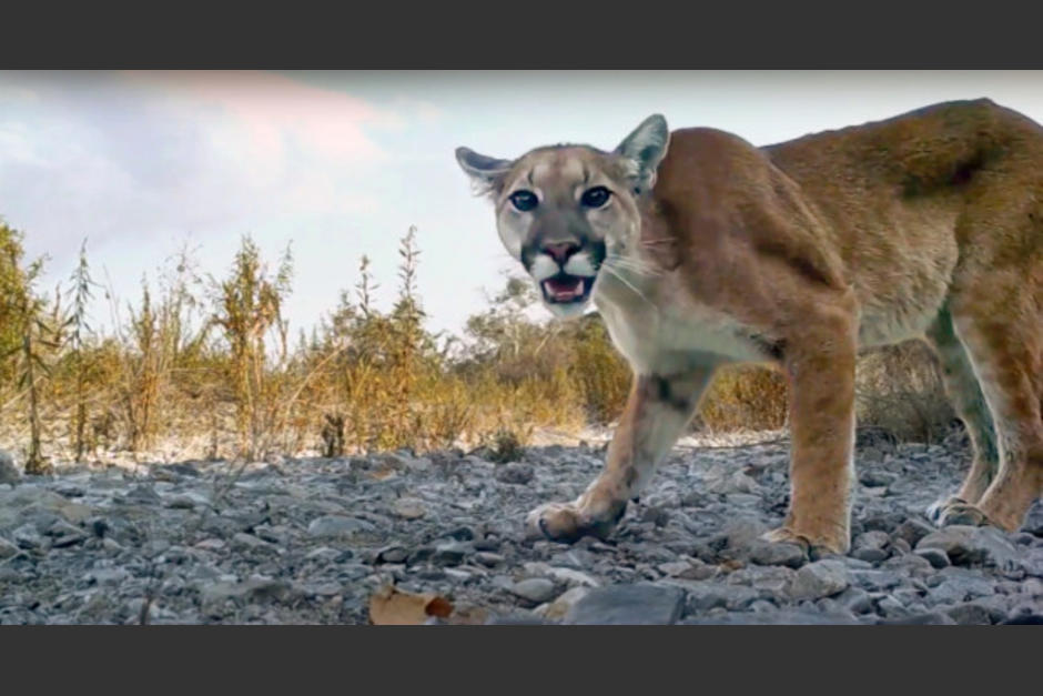 Puma ataca a niño de 3 años tomándolo por el cuello