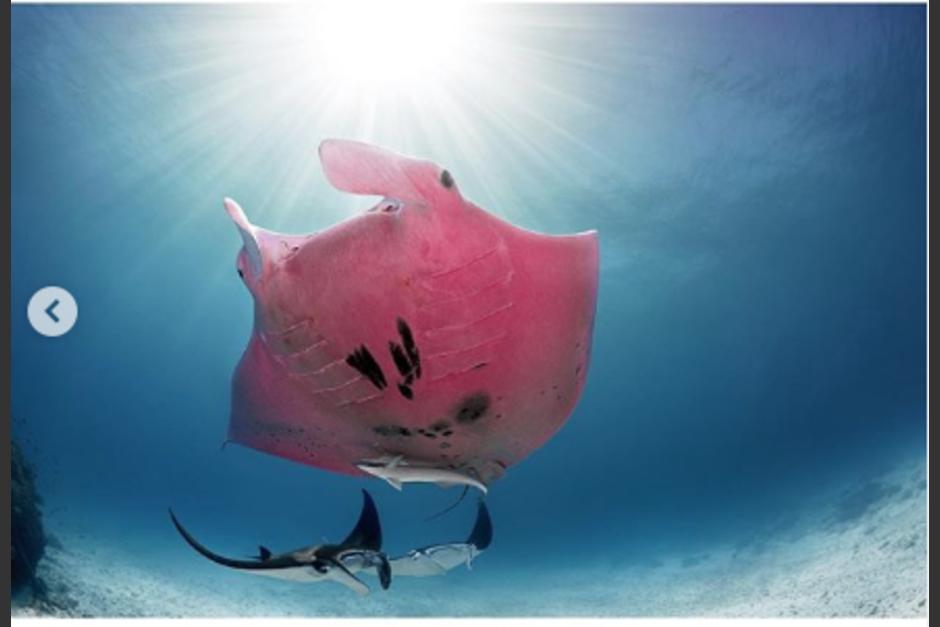 Revelan fotografías de la mantarraya rosa única en el mundo | Soy502