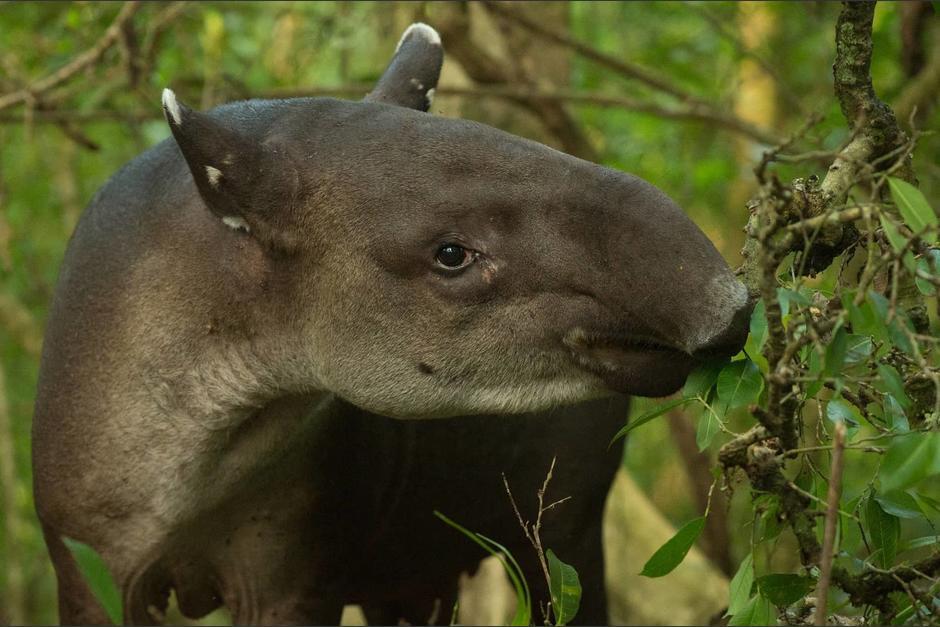 Captan a tapires dentro de un humedal en la Biosfera Maya