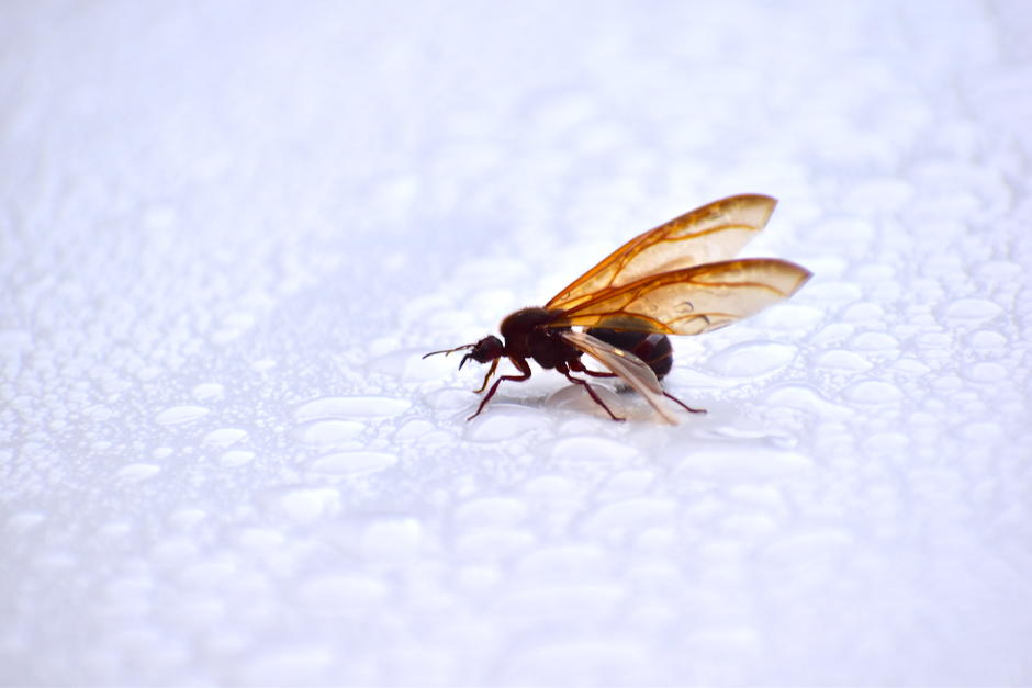 Aparecen los zompopos de mayo tras las lluvias del fin de semana | Soy502