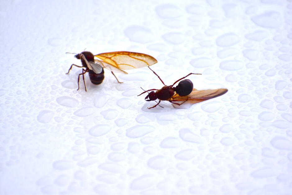 Aparecen los zompopos de mayo tras las lluvias del fin de semana | Soy502