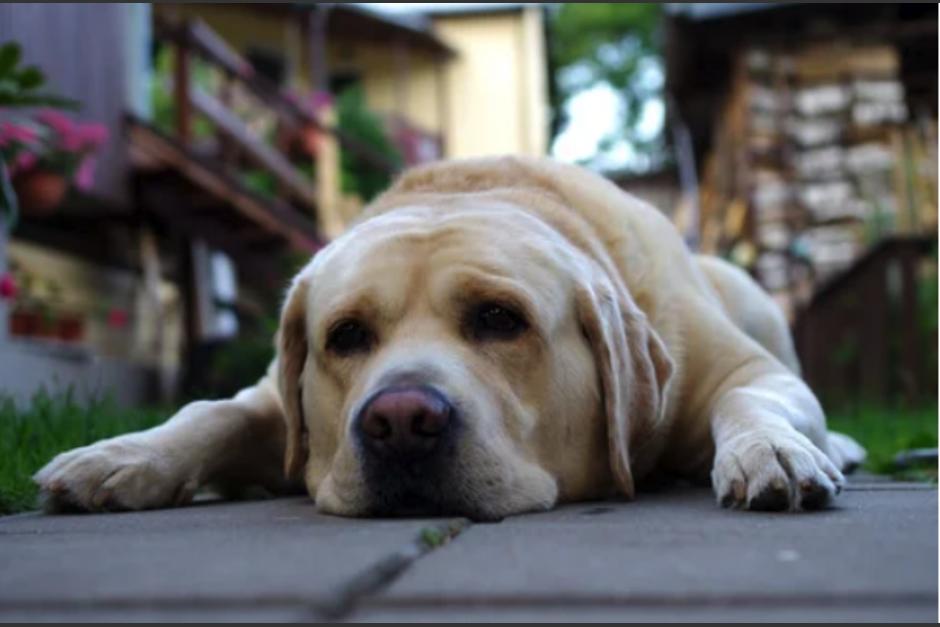 Los perros se estresan más de lo que creíamos