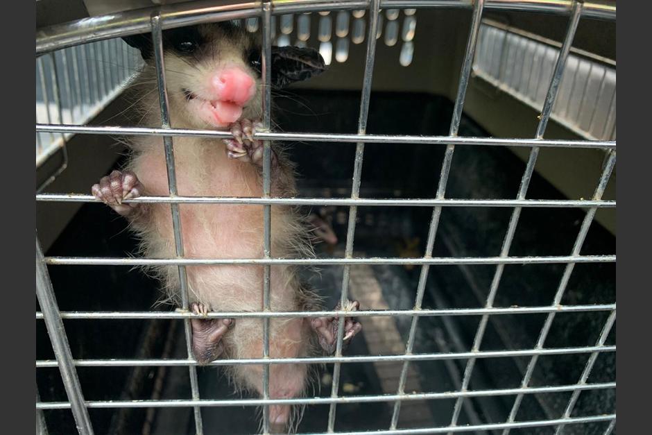 Fotos: los animales rescatados por Conap durante la cuarentena | Soy502