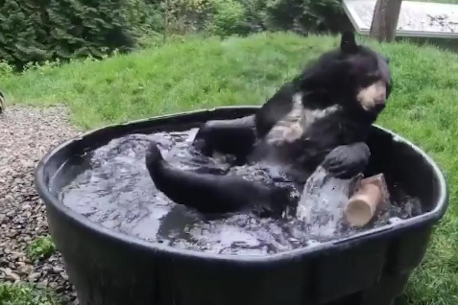 Video: el divertido y refrescante chapuzón de un oso en Oregón