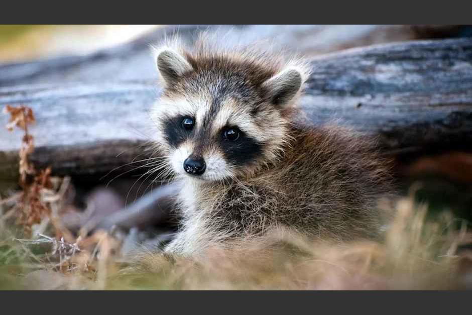 Bomberos liberan a un bebé mapache atrapado en una alcantarilla