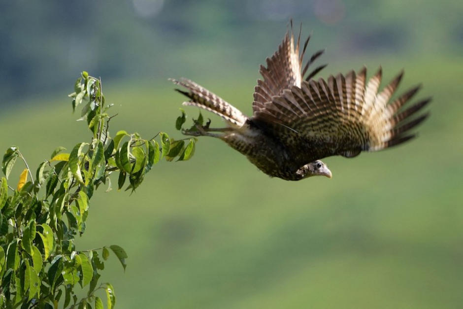Pájaros y café, una apuesta por la paz en Colombia