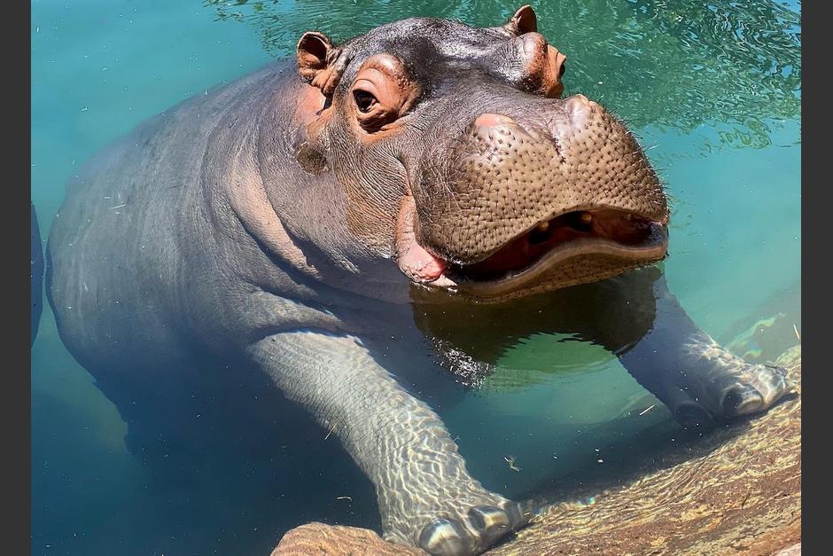 El tierno video de Noni, la hipopótamo del Zoológico