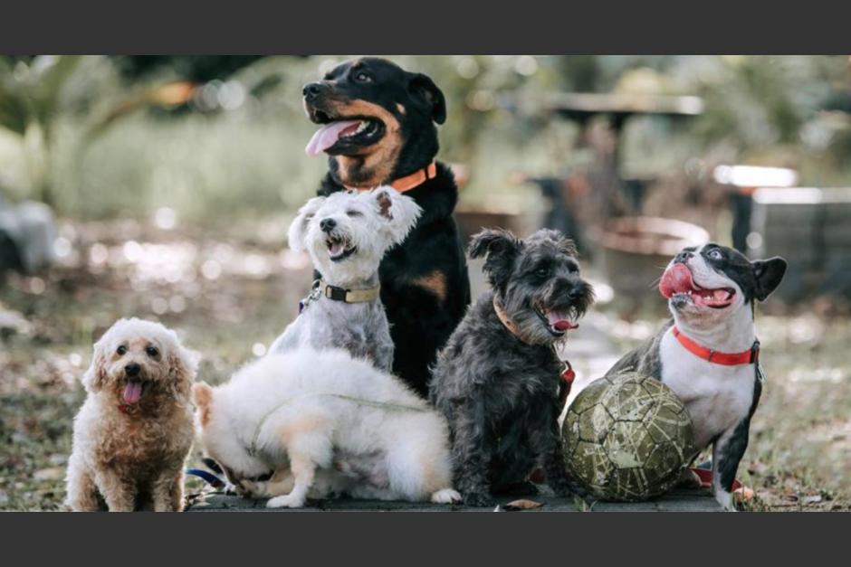 Insólito: localizan costales con restos de perros