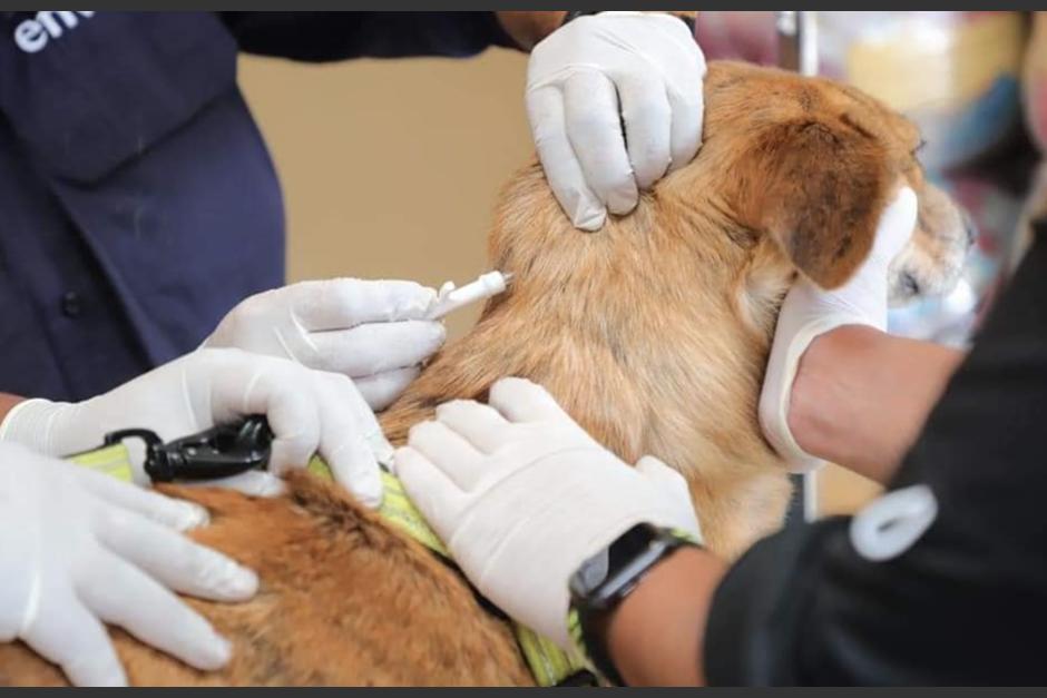 Así es el proceso de implantación de chips en mascotas