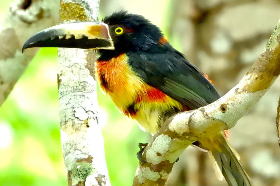 Los pichones de tucancillo captados en un nido en Petén