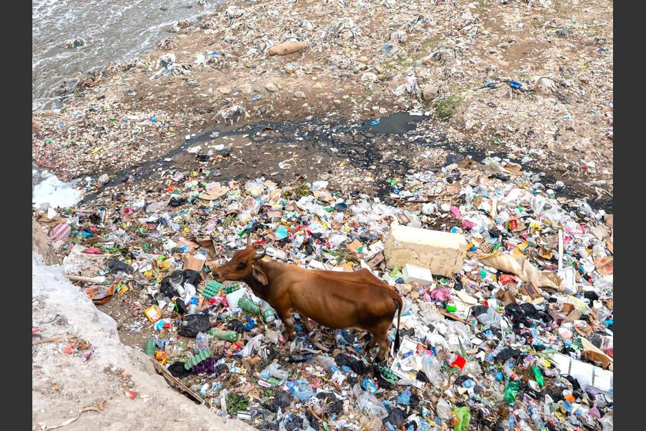 Impresionante imagen de una vaca buscando comida entre la basura