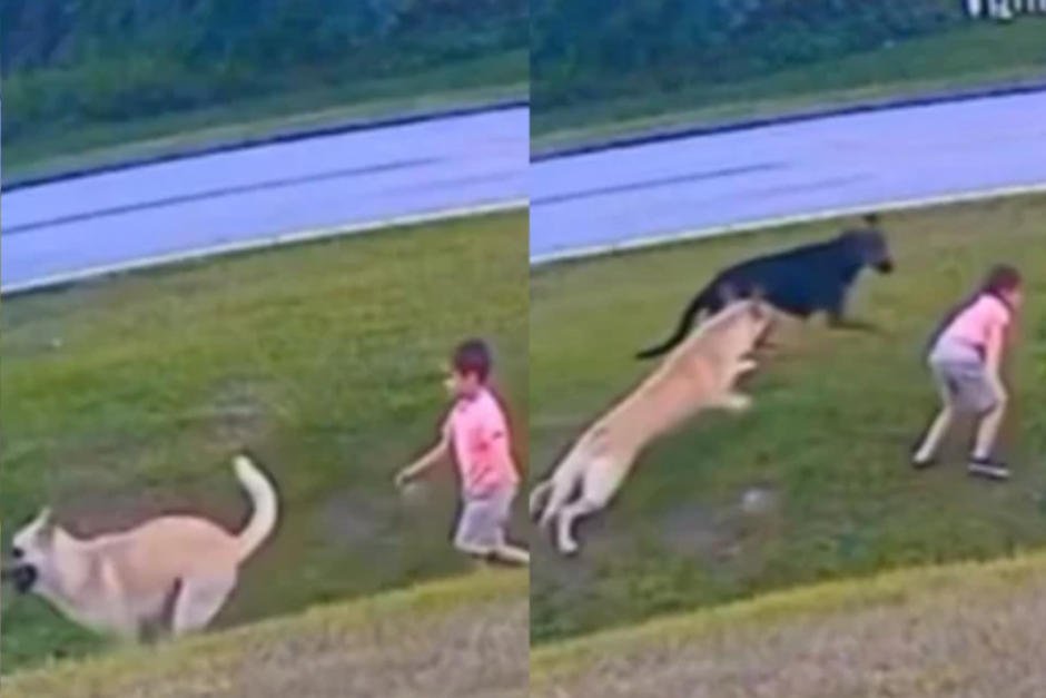 Niño se salva de ser atacado luego que un perro lo defiende