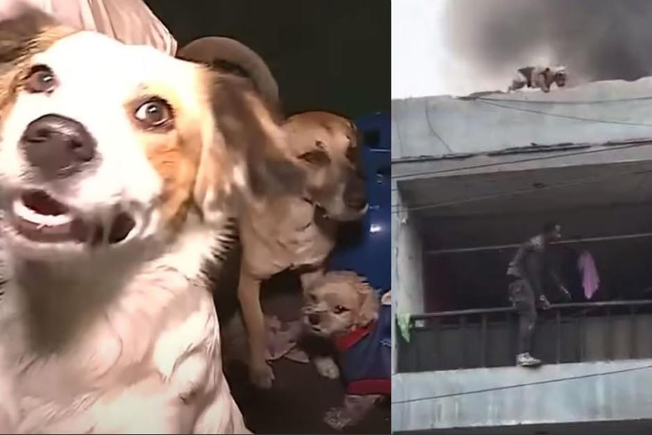 ¿Quién es el hombre que salvó a 25 perros de morir?