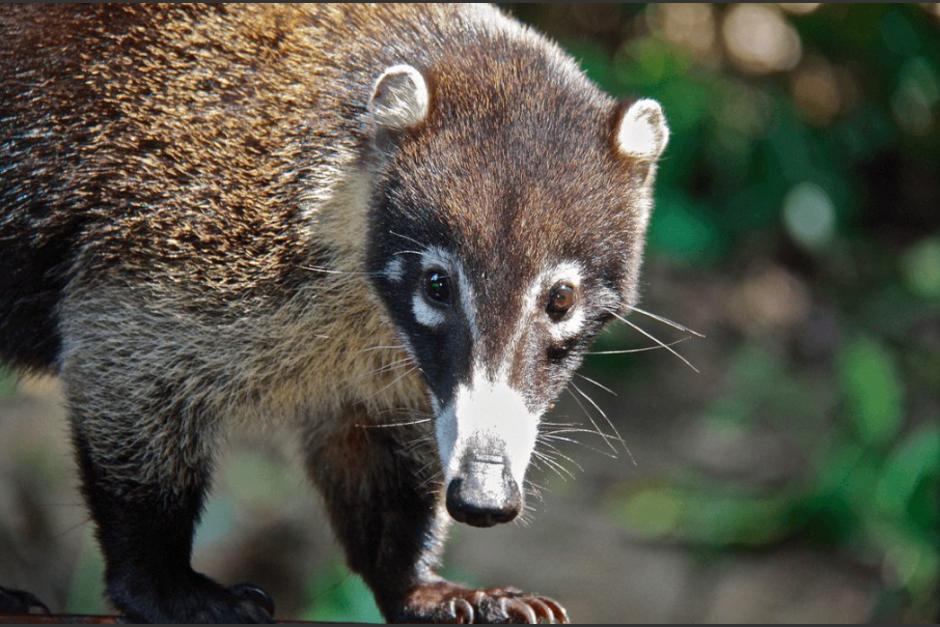 El tierno paseo de un pizote captado en Izabal (video)