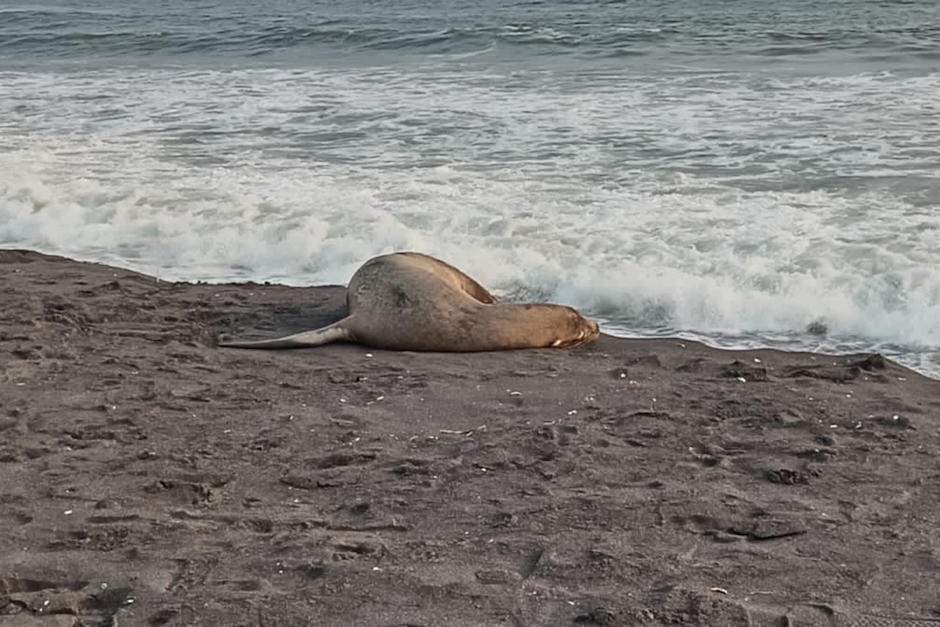 El antes y después de león marino tras ser rescatado en una playa