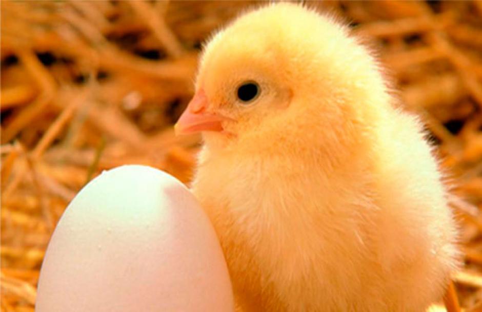 Estudiantes de Japón logran que nazca un pollito afuera del cascarón