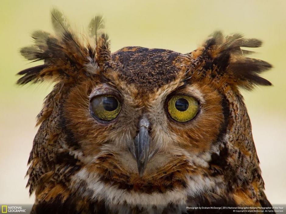 Mira las espectaculares fotografías finalistas en certamen de NatGeo