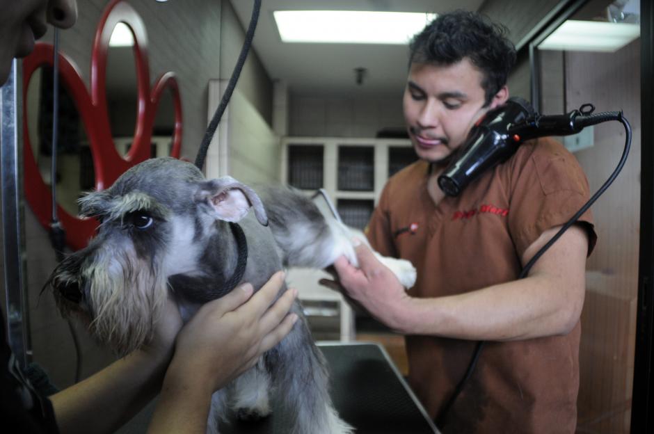 Cómo hacer un grooming a tu perro | Soy502