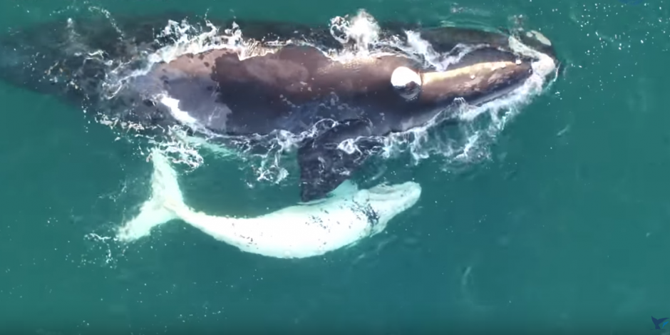 Extraña ballena blanca es filmada en costas de Australia