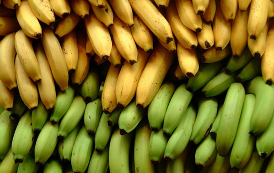 ¿Está en riesgo el banano nacional ante una plaga del "mal de Panamá"?