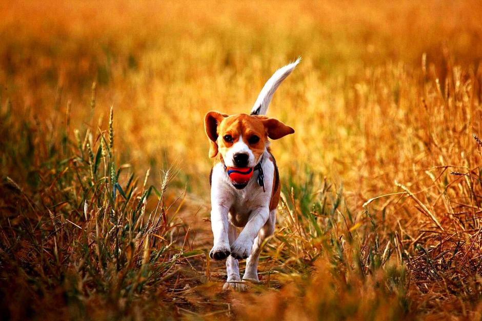 Las razas de perro ideales para correr