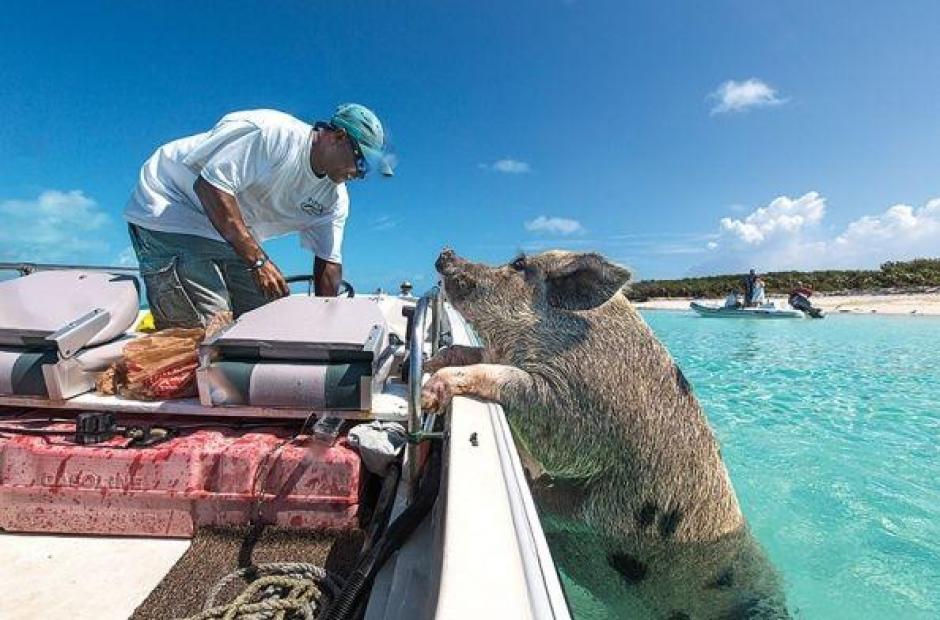 Big Major Cay la isla de los cerdos en Las Bahamas